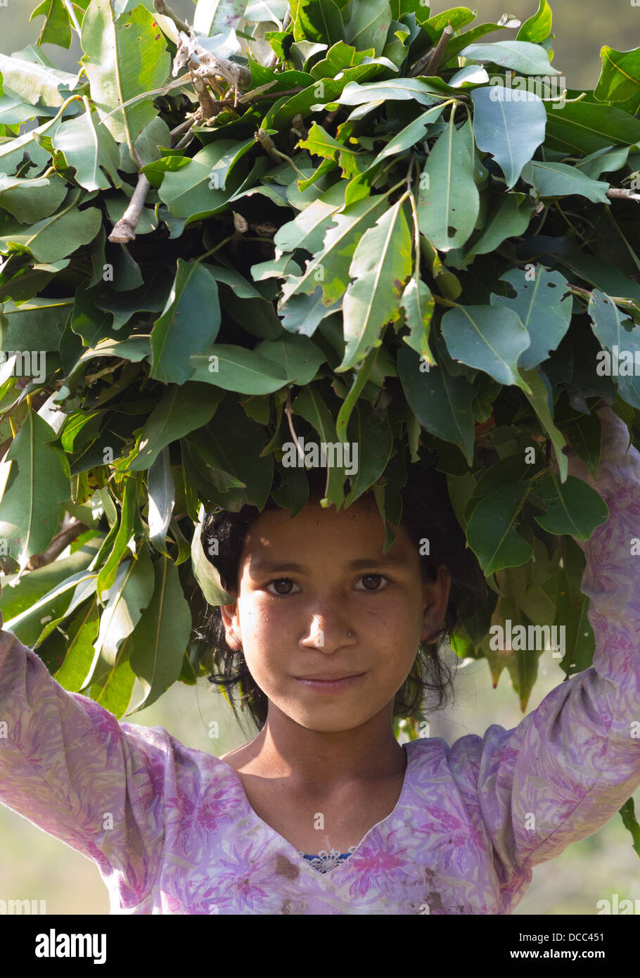 Beautiful young Tharu girl carrying leaf fodder on her head for her ...