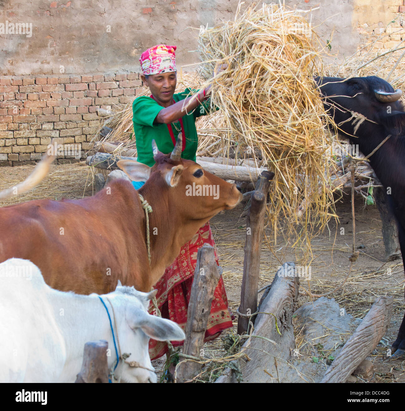 Woman in traditional colourful clothes tending to her cows in a Terai ...