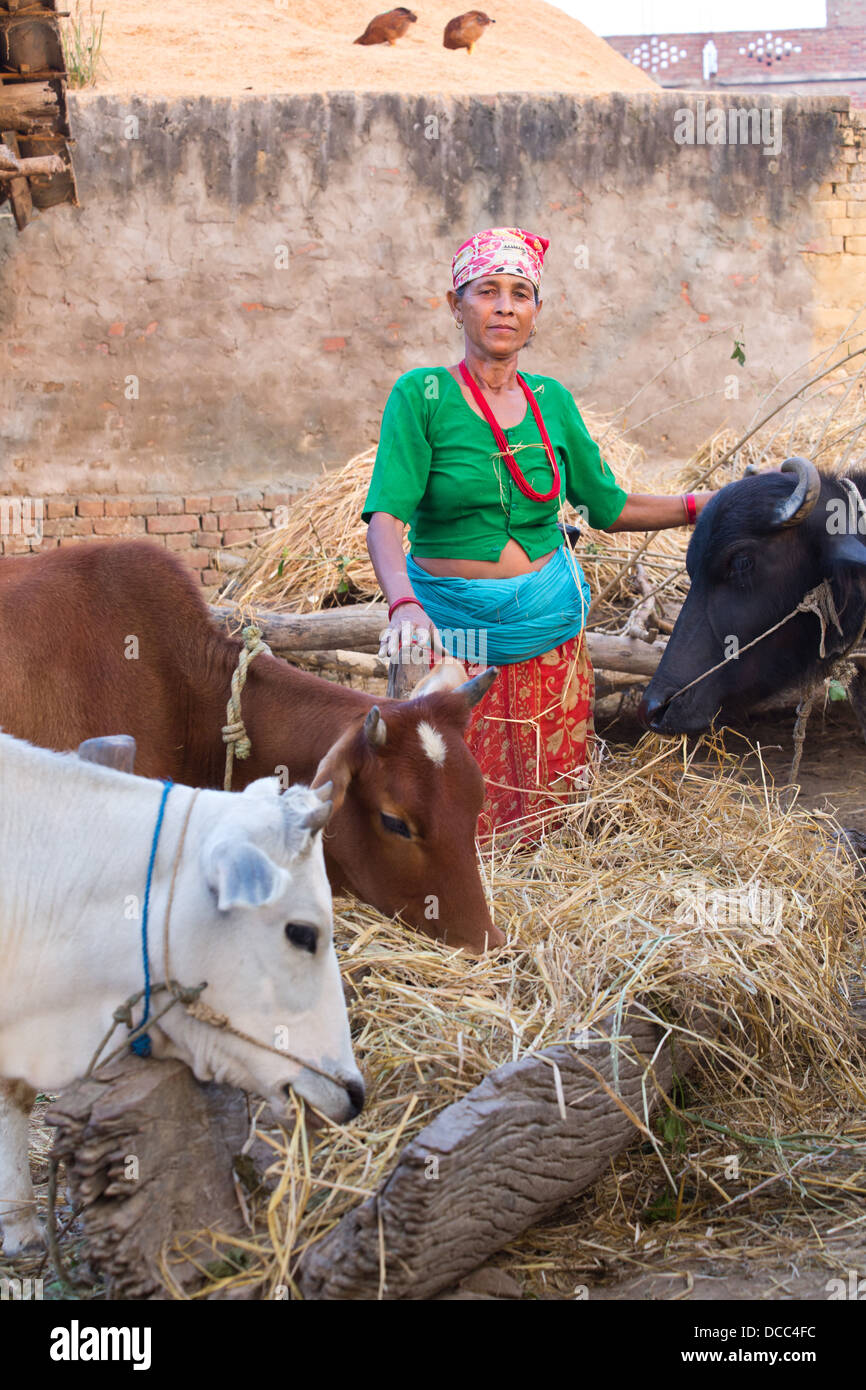 Colourful cows hi-res stock photography and images - Alamy