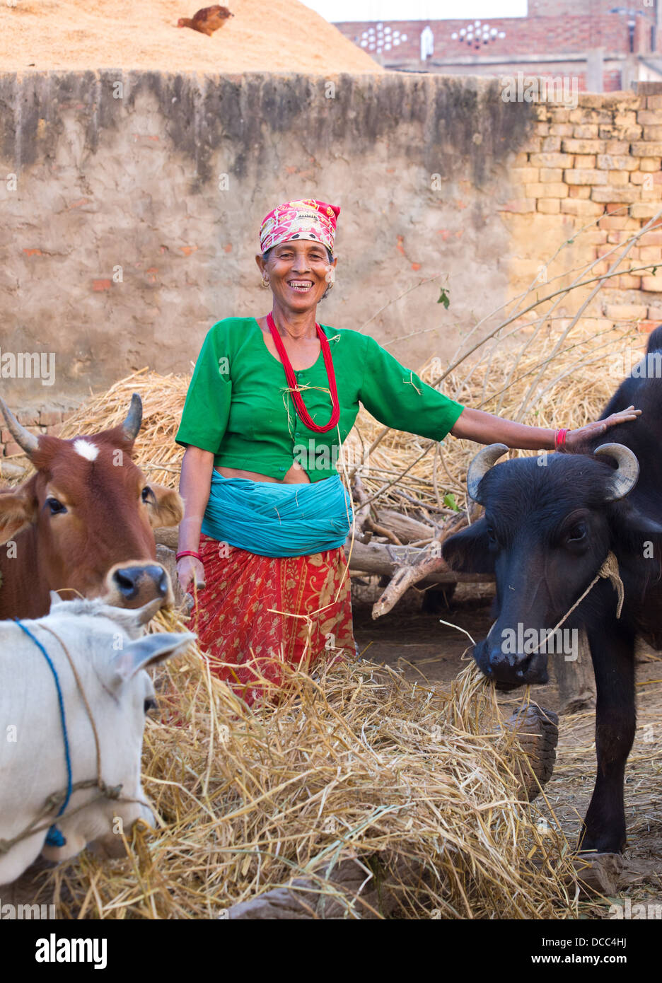 Woman in traditional colourful clothes tending to her cows in a Terai ...