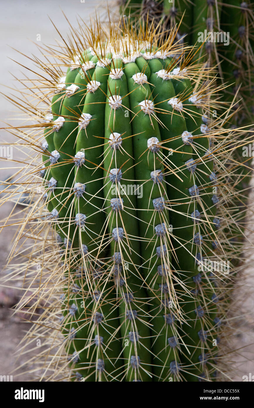 Detailed view of a cactus, Arizona Cactus Garden, Stanford, California ...