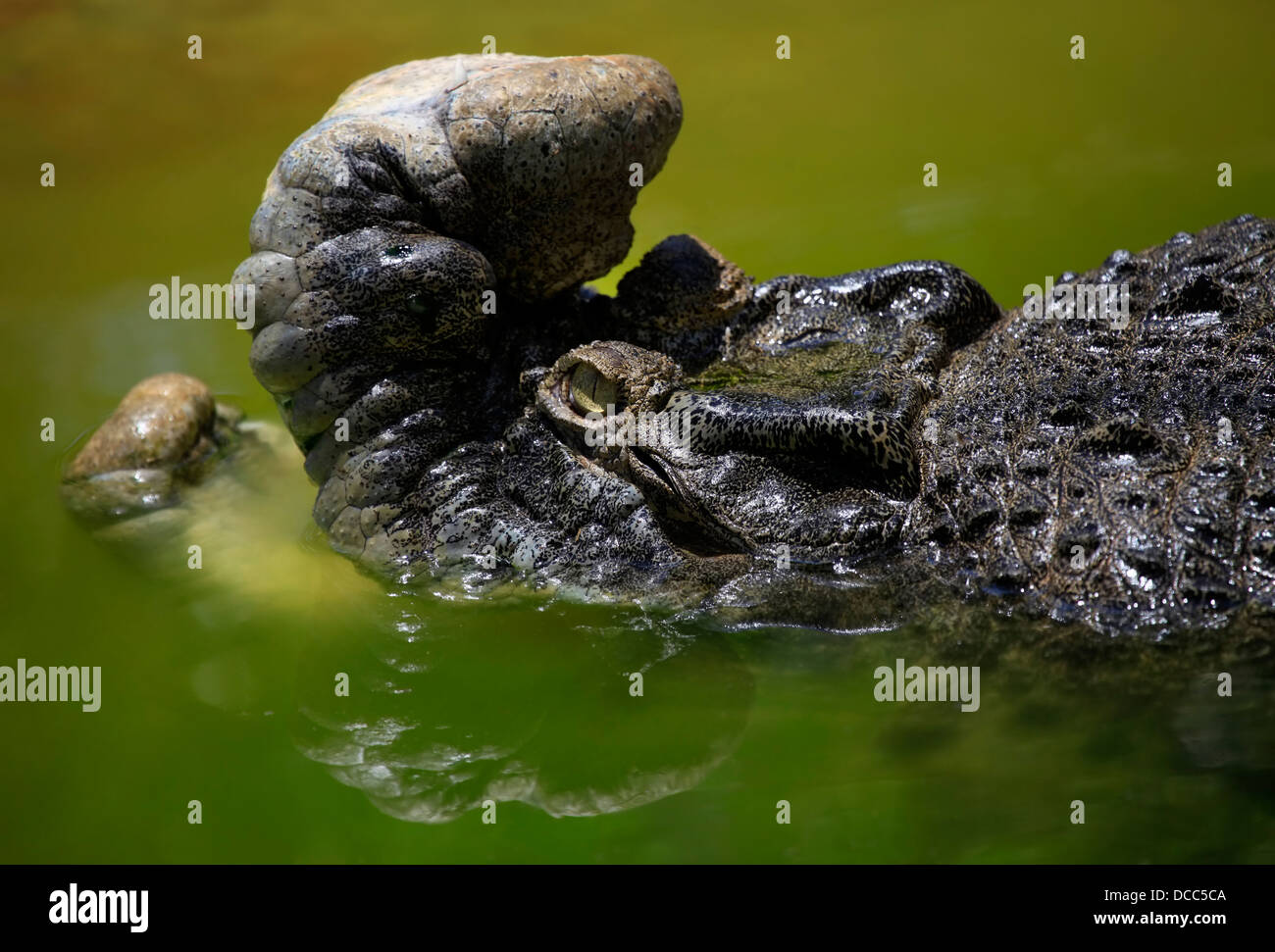 Bujang malaysia hi-res stock photography and images - Alamy