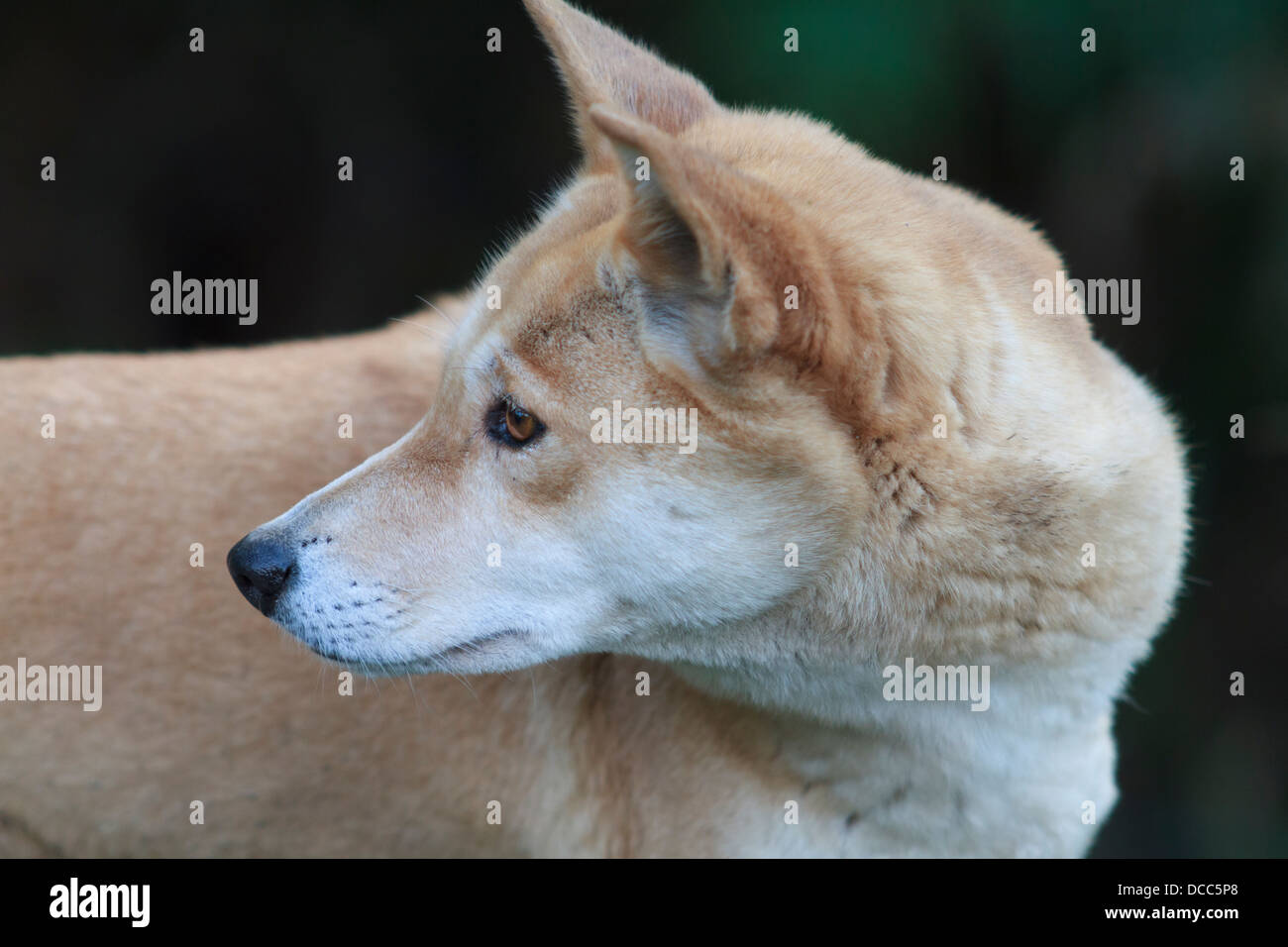 Dingo australian animal australian australia hi-res stock photography ...
