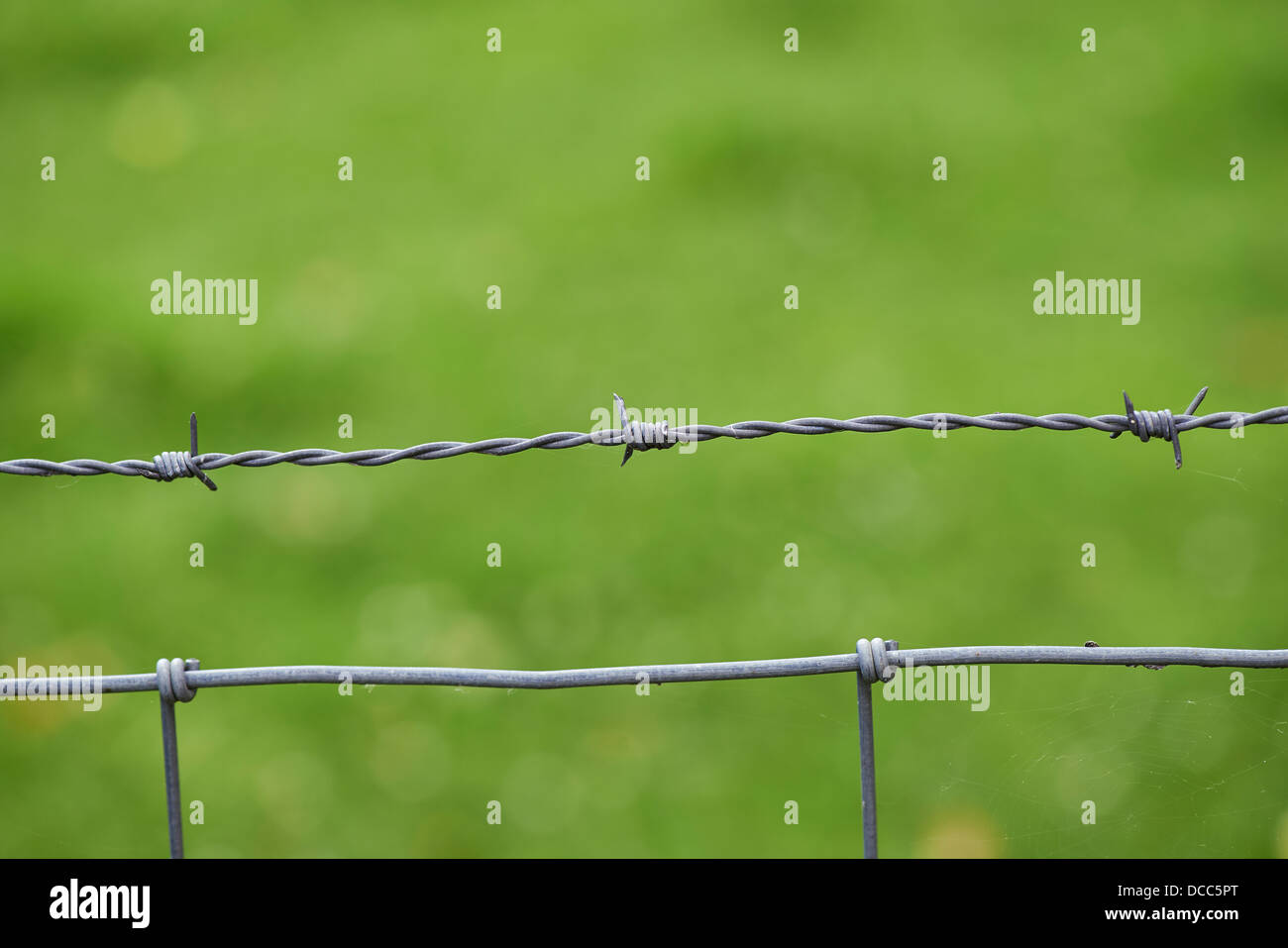 barbed wire on green background Stock Photo - Alamy