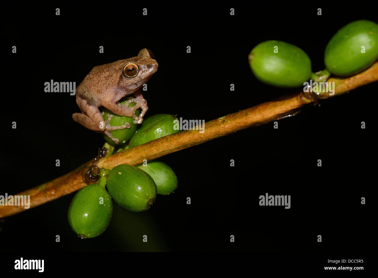Indian Green Frog High Resolution Stock Photography and Images - Alamy