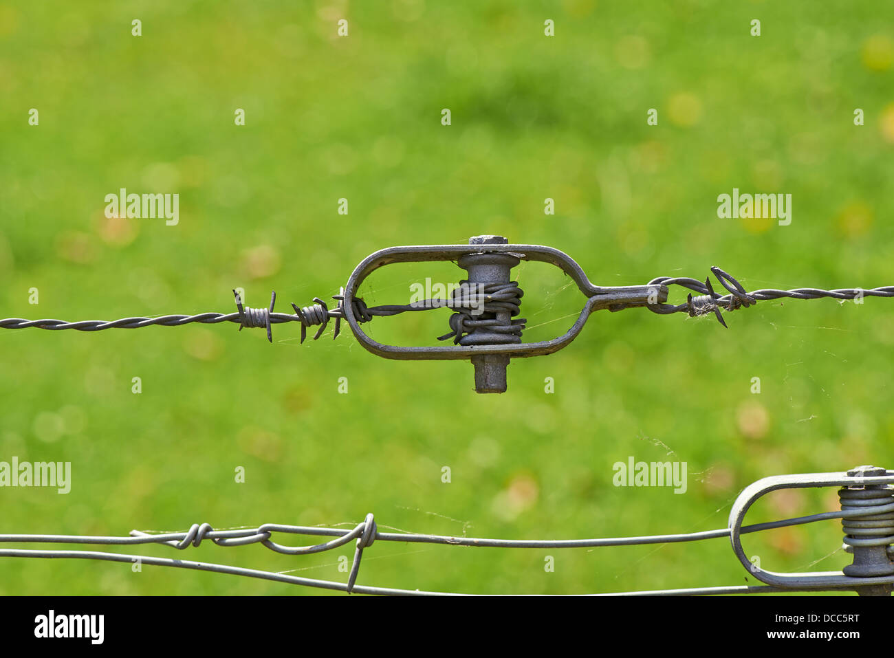 barbed wire on green background Stock Photo - Alamy