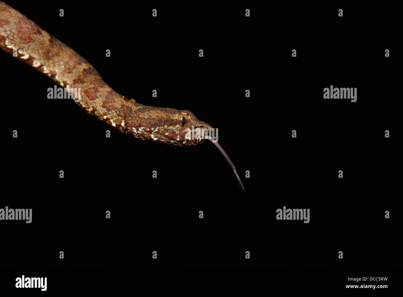 Malabar pit viper photographed on a monsoon night in Coorg, India Stock ...