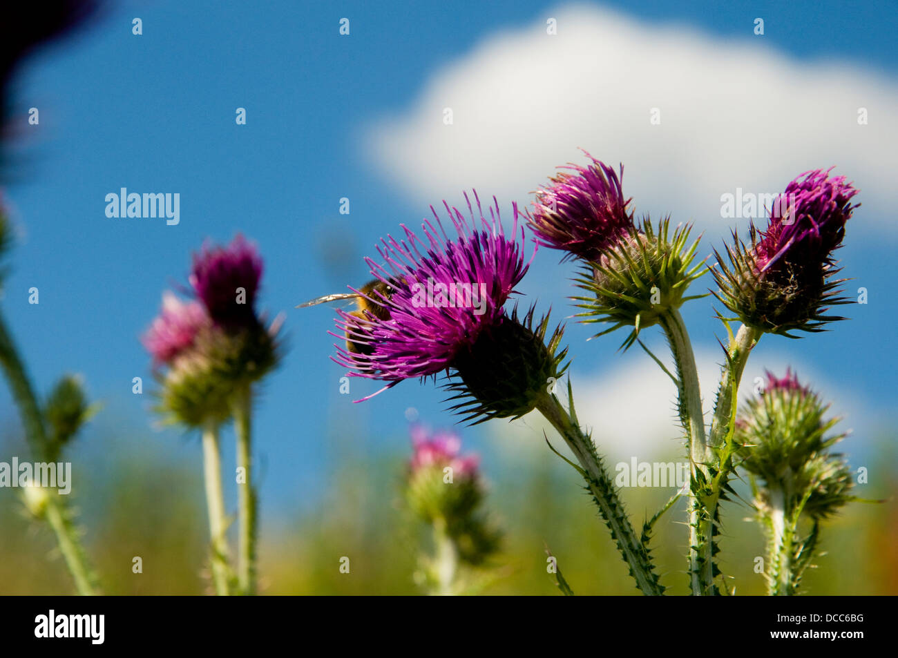 Purple prickly flowers hi-res stock photography and images - Alamy