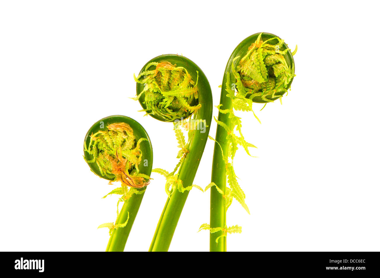 three fresh spring ferns spiral sprouts isolated on white background ...