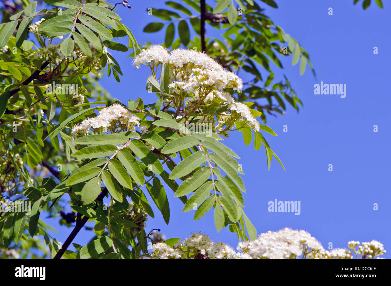 Sorbus aucuparia tree hi-res stock photography and images - Alamy