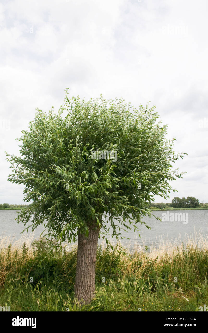 Dutch tree hi-res stock photography and images - Alamy