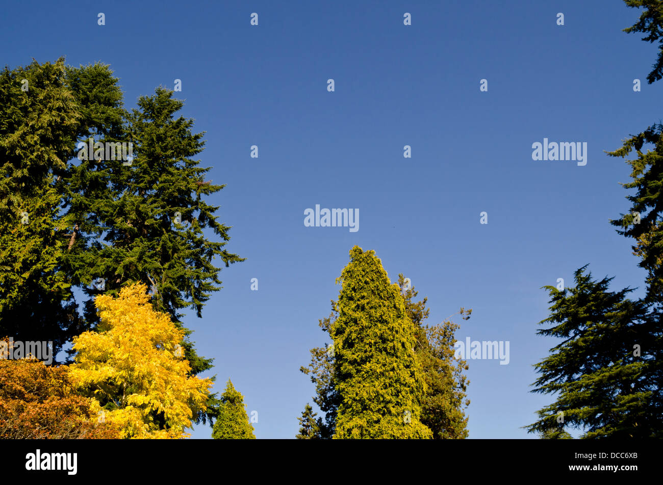 Around autumn maple tree hi-res stock photography and images - Alamy