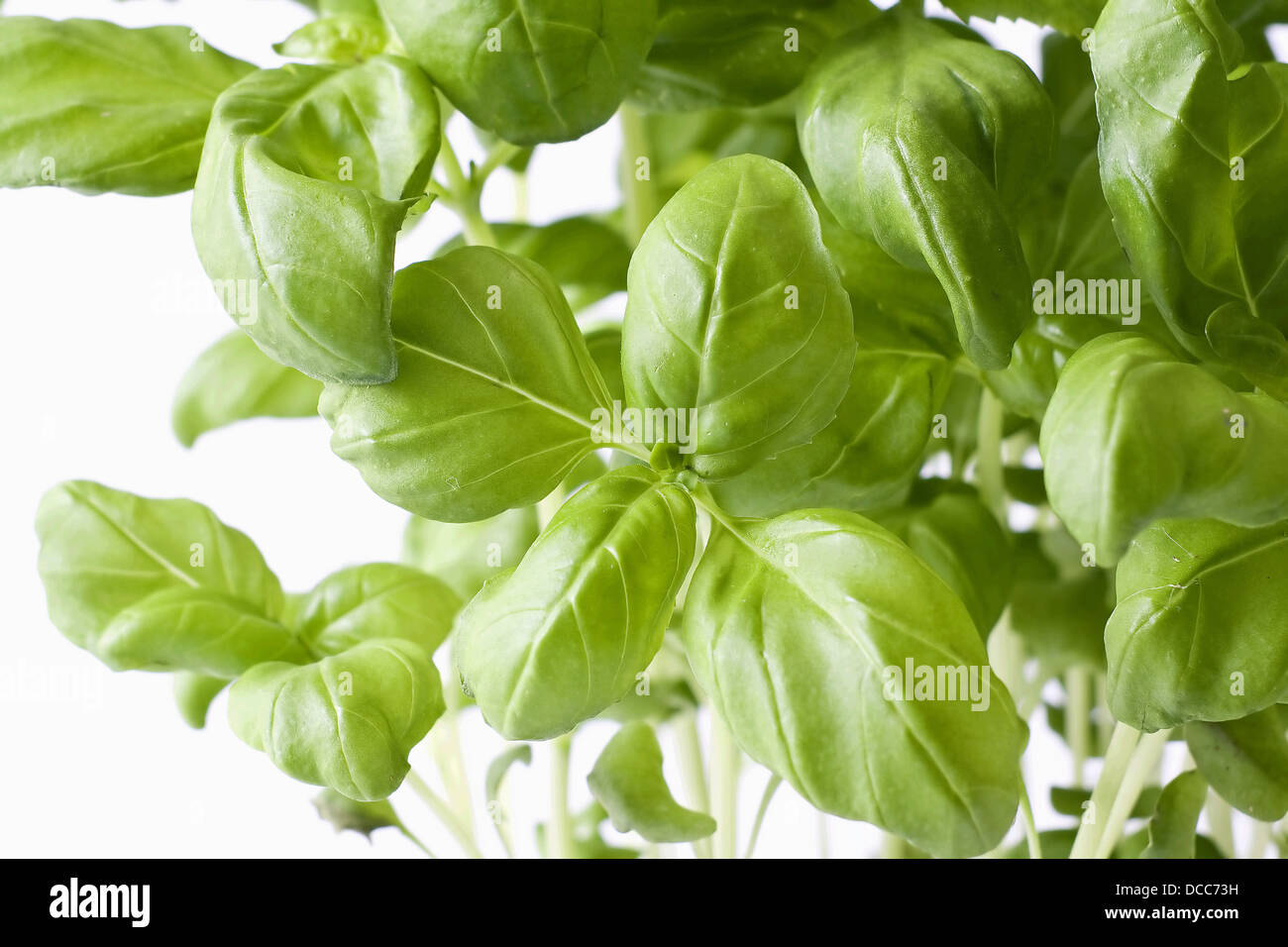 Homegrown sweet basil hi-res stock photography and images - Alamy