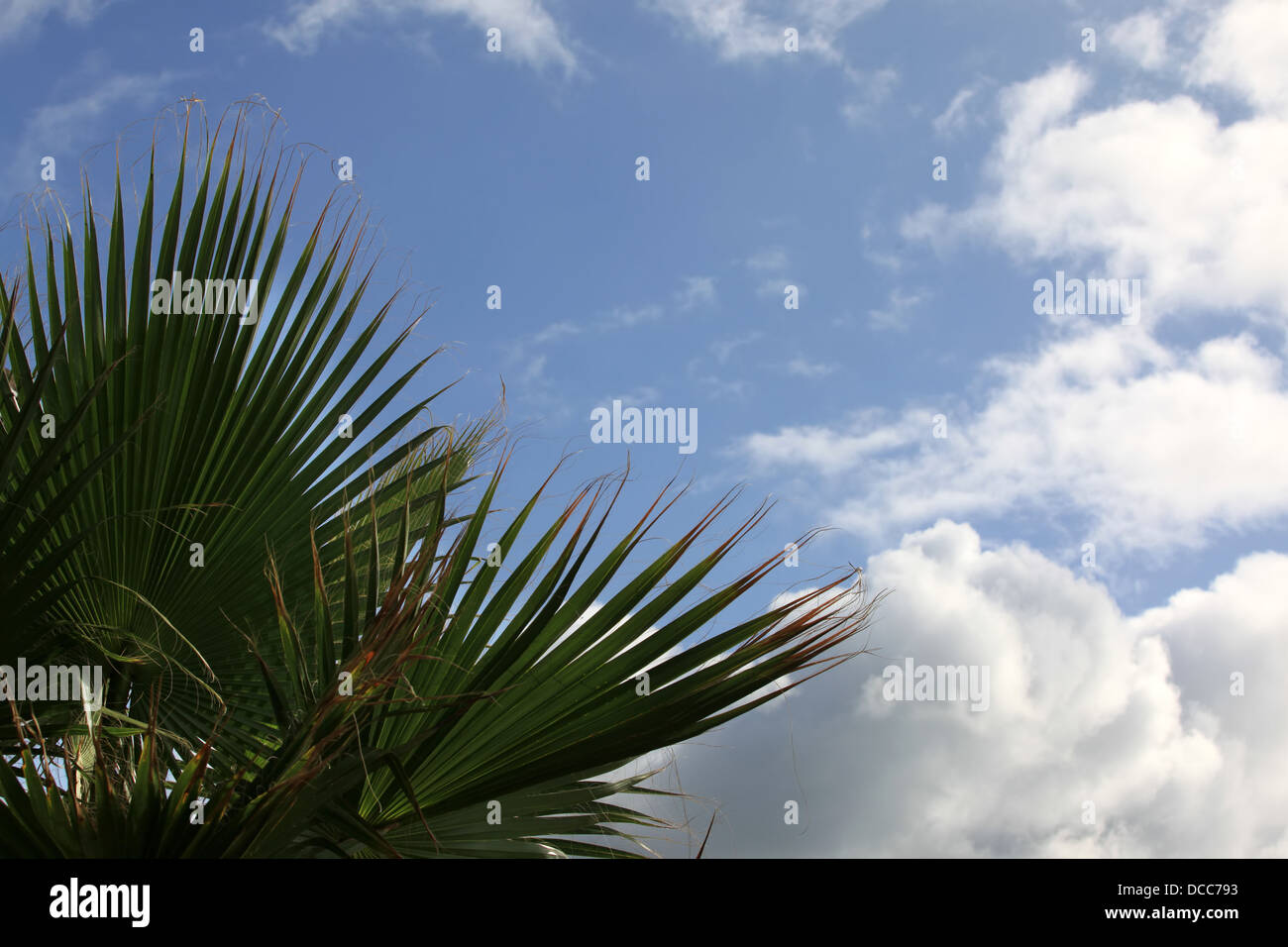 Sheet of a palm tree Stock Photo - Alamy