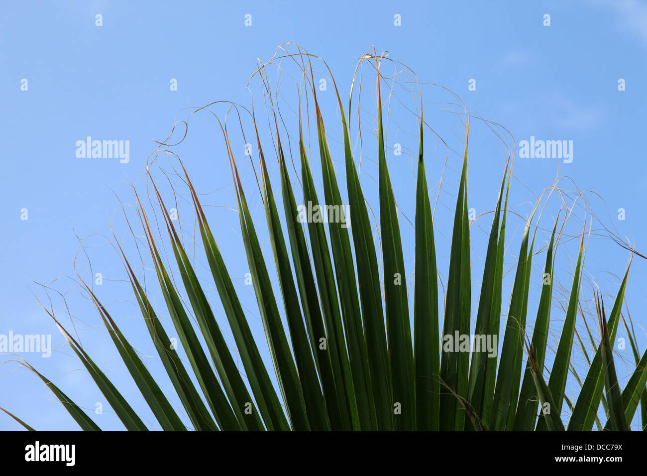 Sheet of a palm tree Stock Photo - Alamy