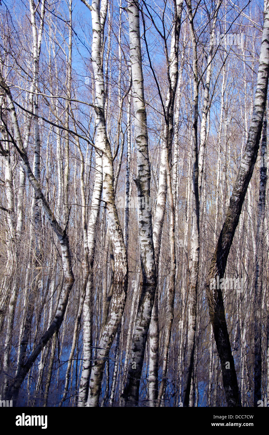 beautiful spring birch forest with water and tree reflections Stock ...