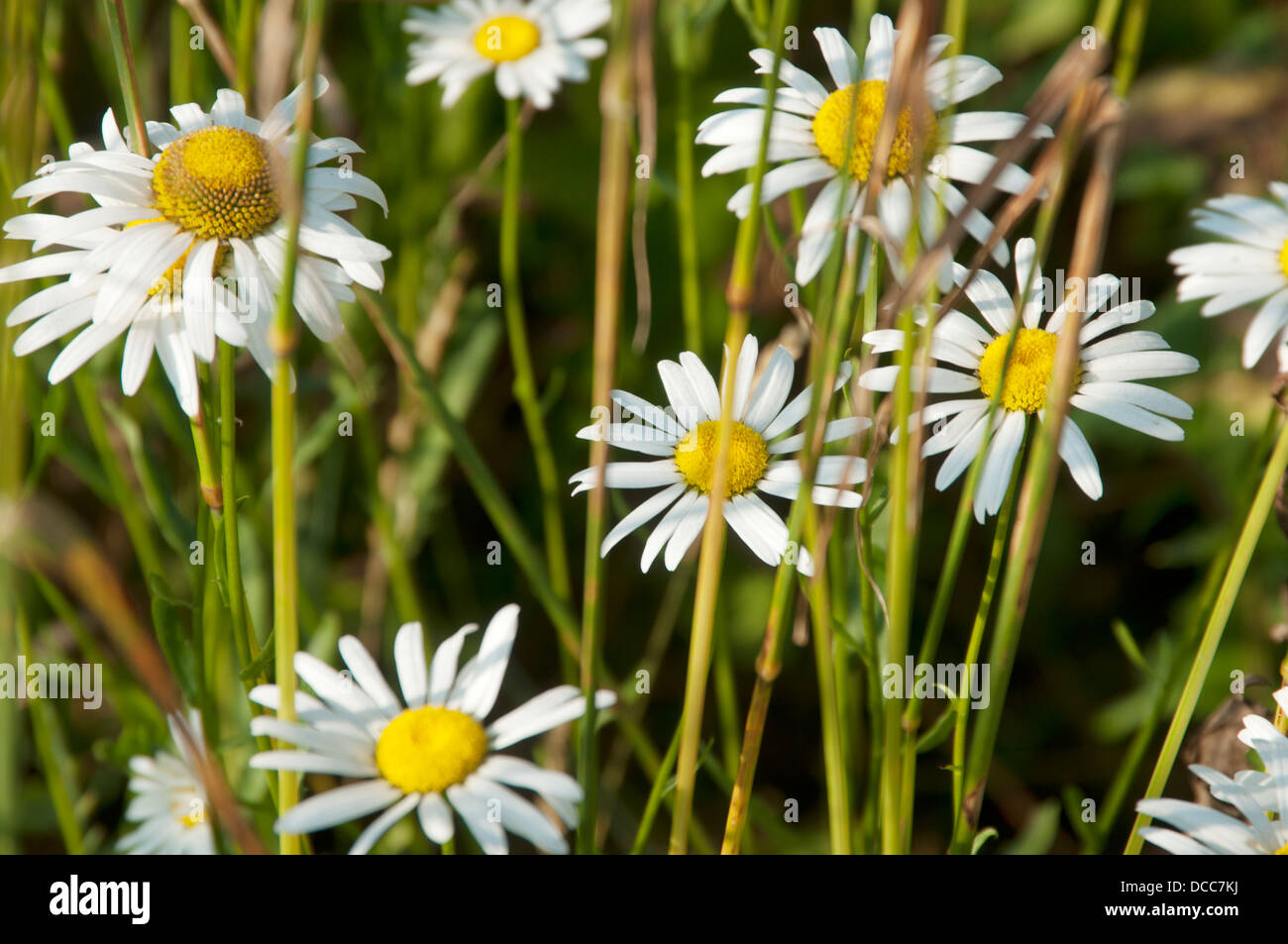 Ox-eye daisy flowers in a grass Stock Photo - Alamy