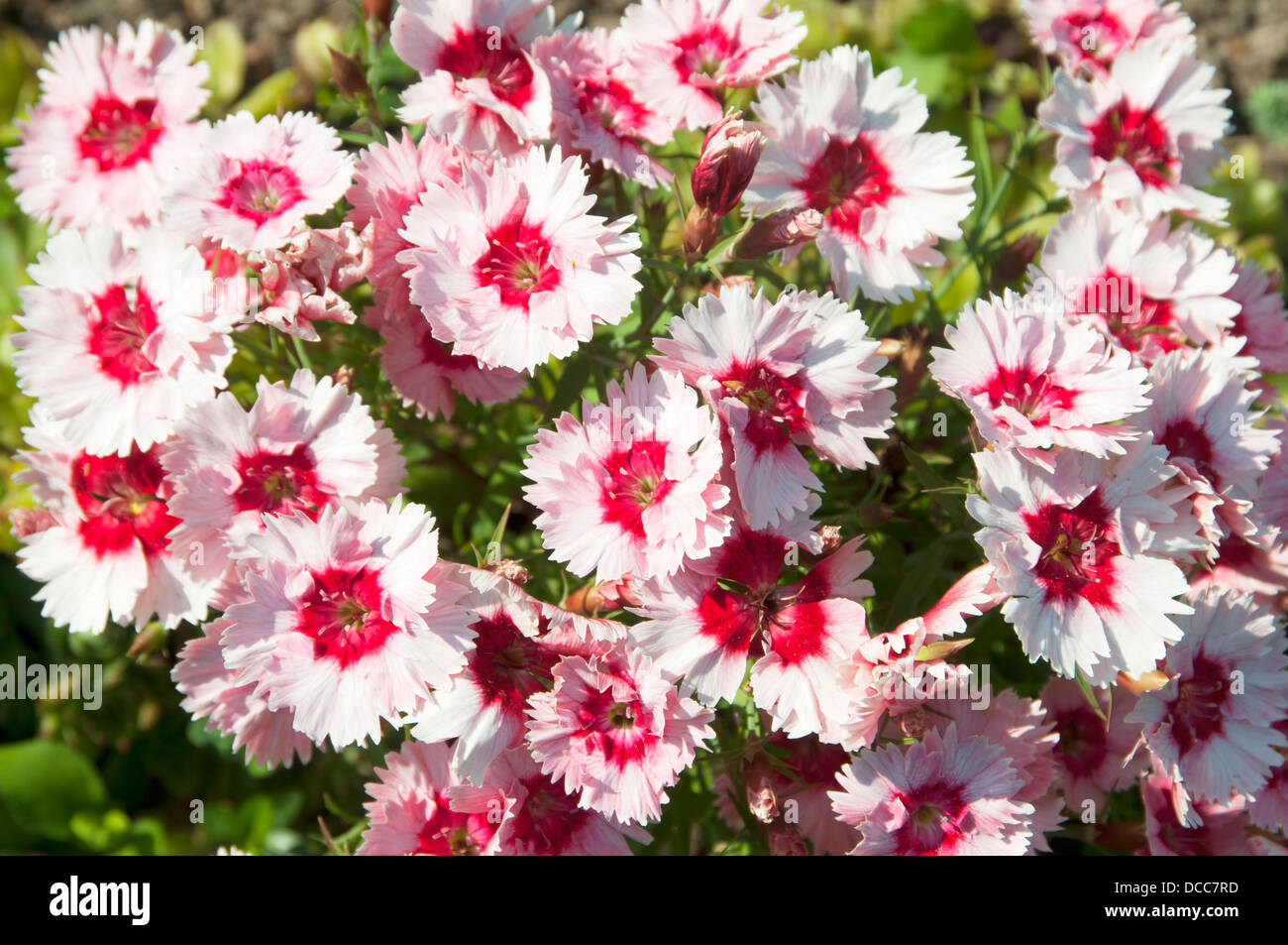 Flowers of pink carnation, close-up shot Stock Photo - Alamy