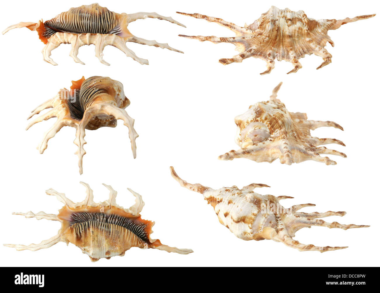 Many species Cut Out Stock Images & Pictures - Alamy