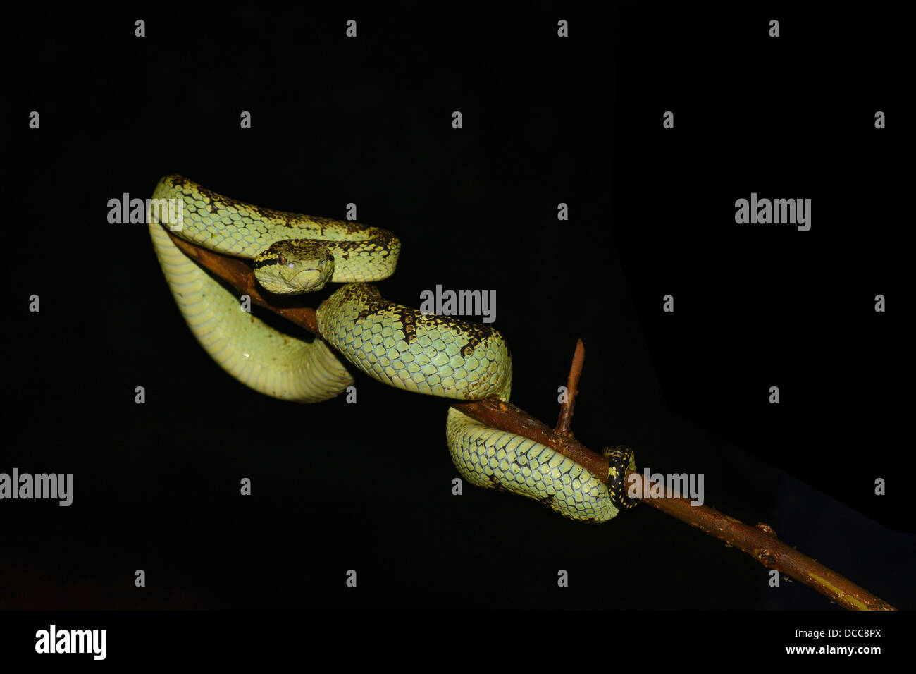 Malabar pit viper photographed on a monsoon night in Coorg, India Stock ...