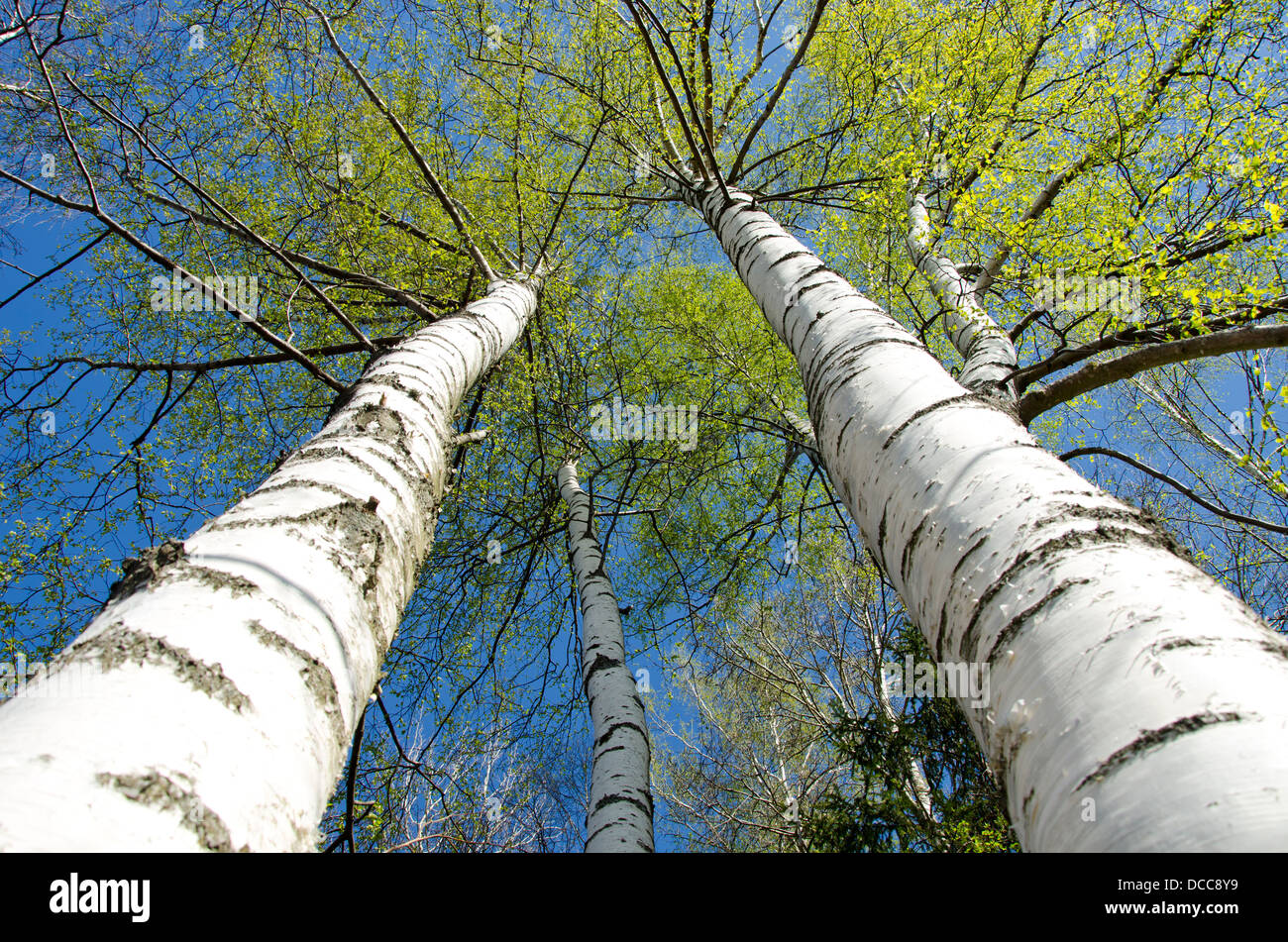 Birch tree at spring hi-res stock photography and images - Alamy
