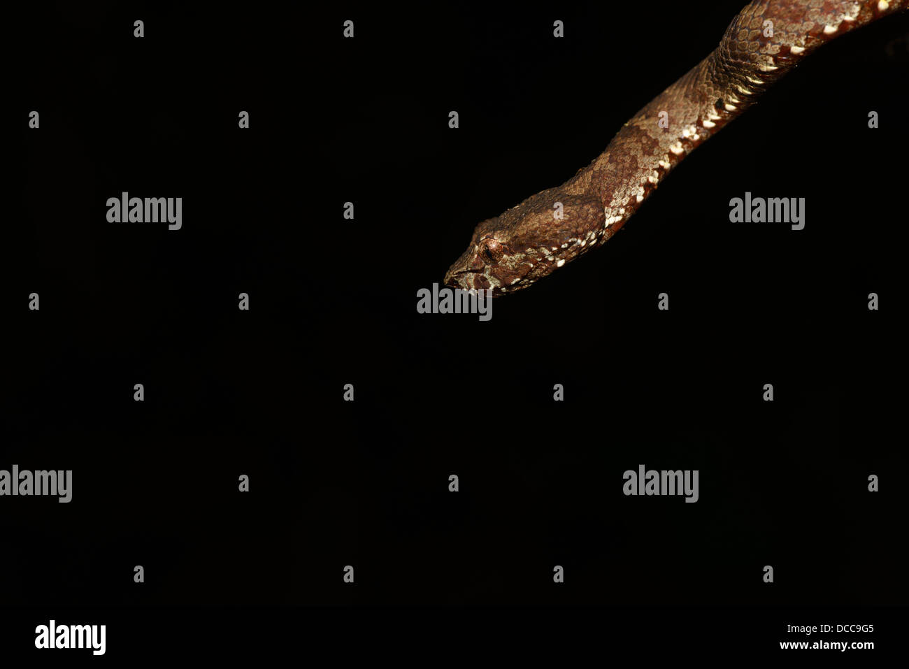 A brown morph Malabar Pit Viper (Trimeresurus malabaricus) in the ...