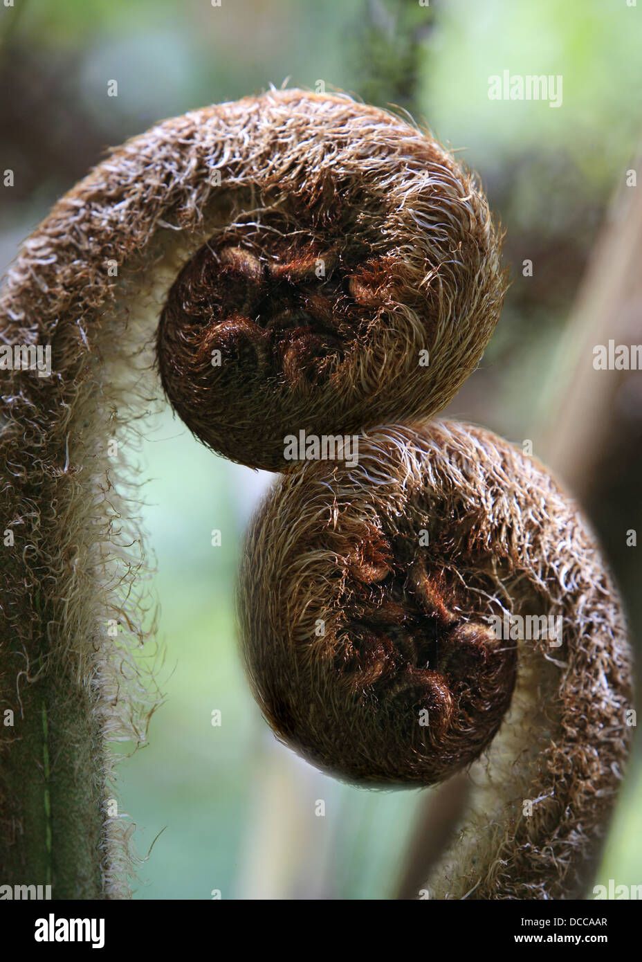 Koru High Resolution Stock Photography and Images - Alamy