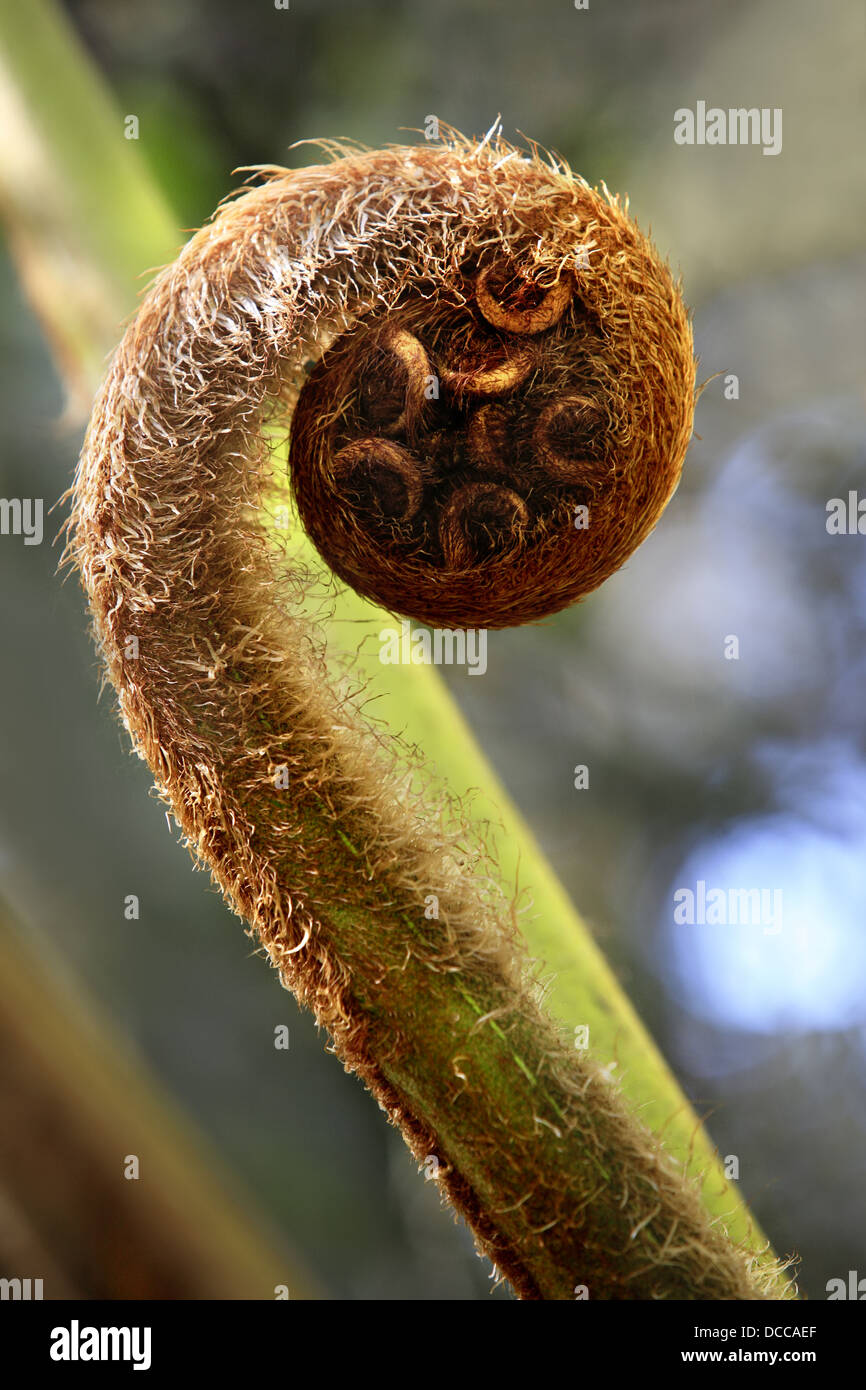 New zealand fern koru hi-res stock photography and images - Alamy