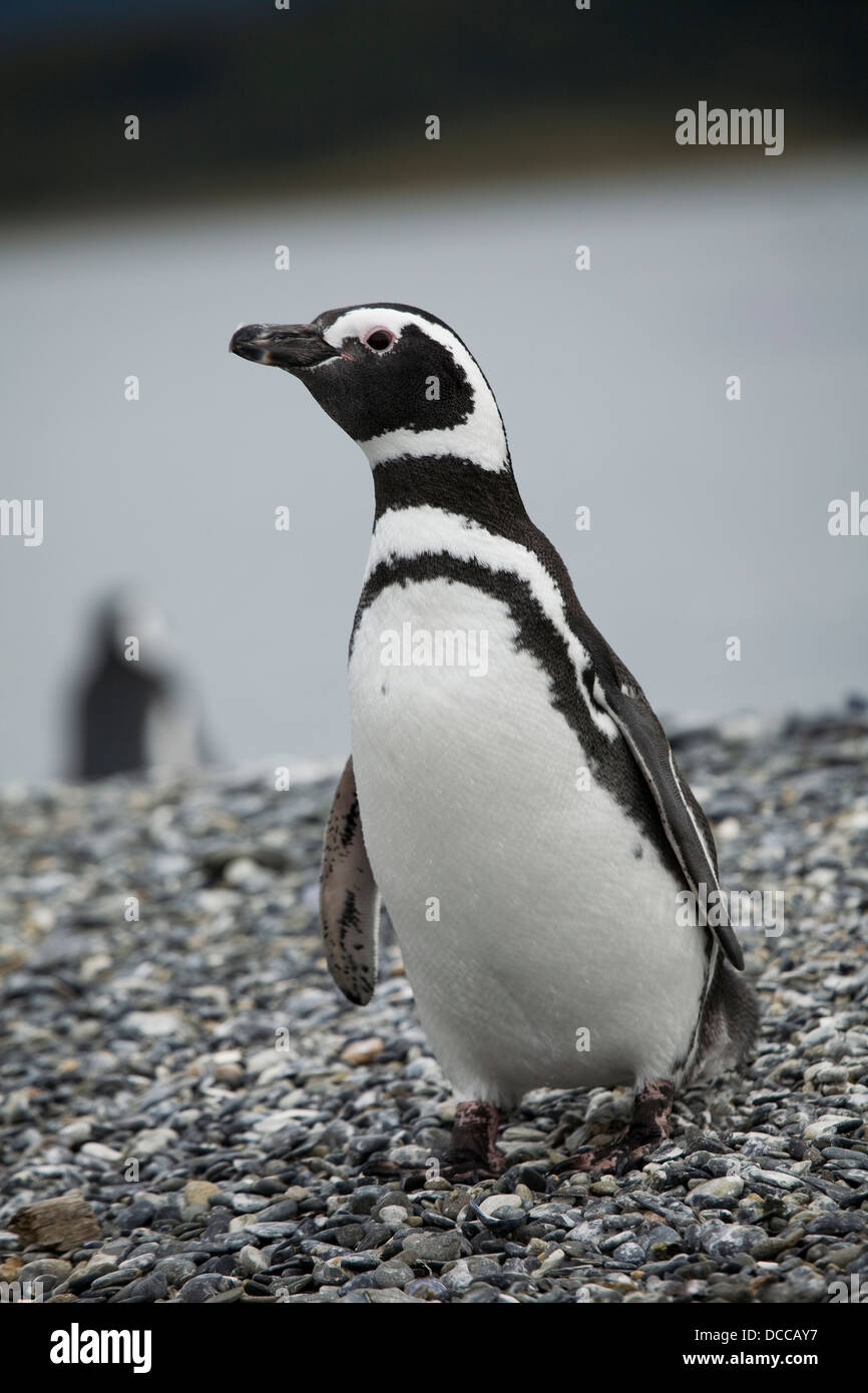 Penguin flippers hi-res stock photography and images - Alamy