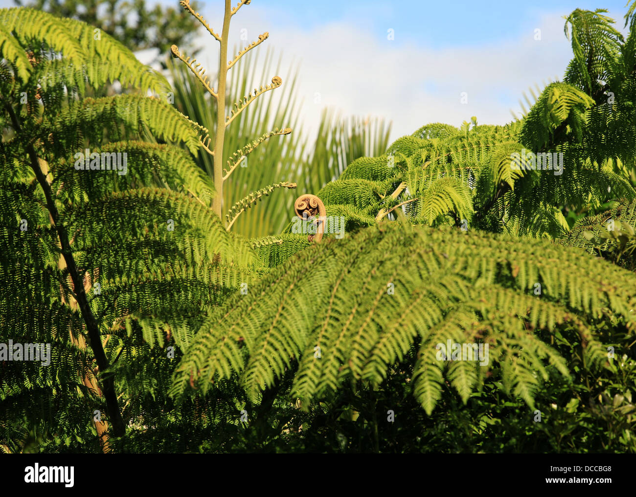 Koru hi-res stock photography and images - Alamy