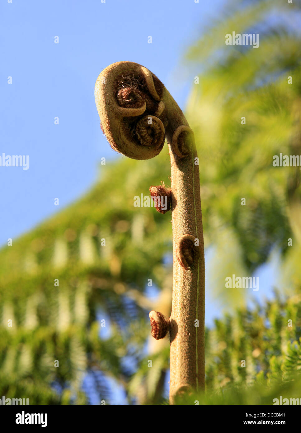 Koru hi-res stock photography and images - Alamy