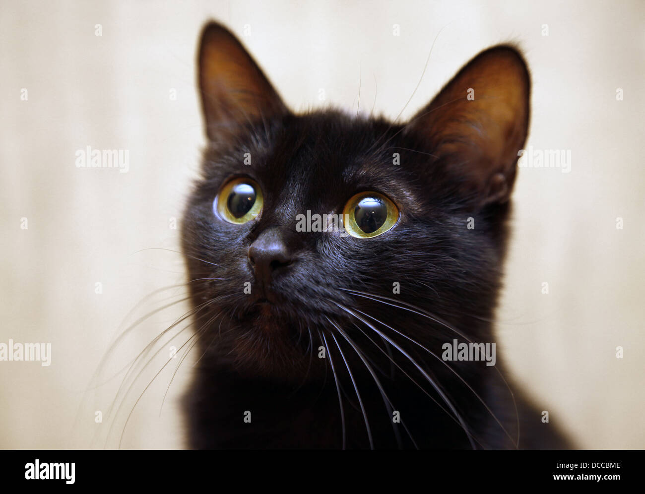 Sleek cat hi-res stock photography and images - Alamy