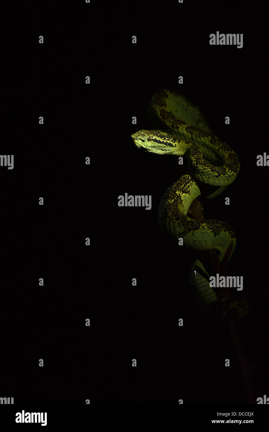 Spot snake hi-res stock photography and images - Alamy