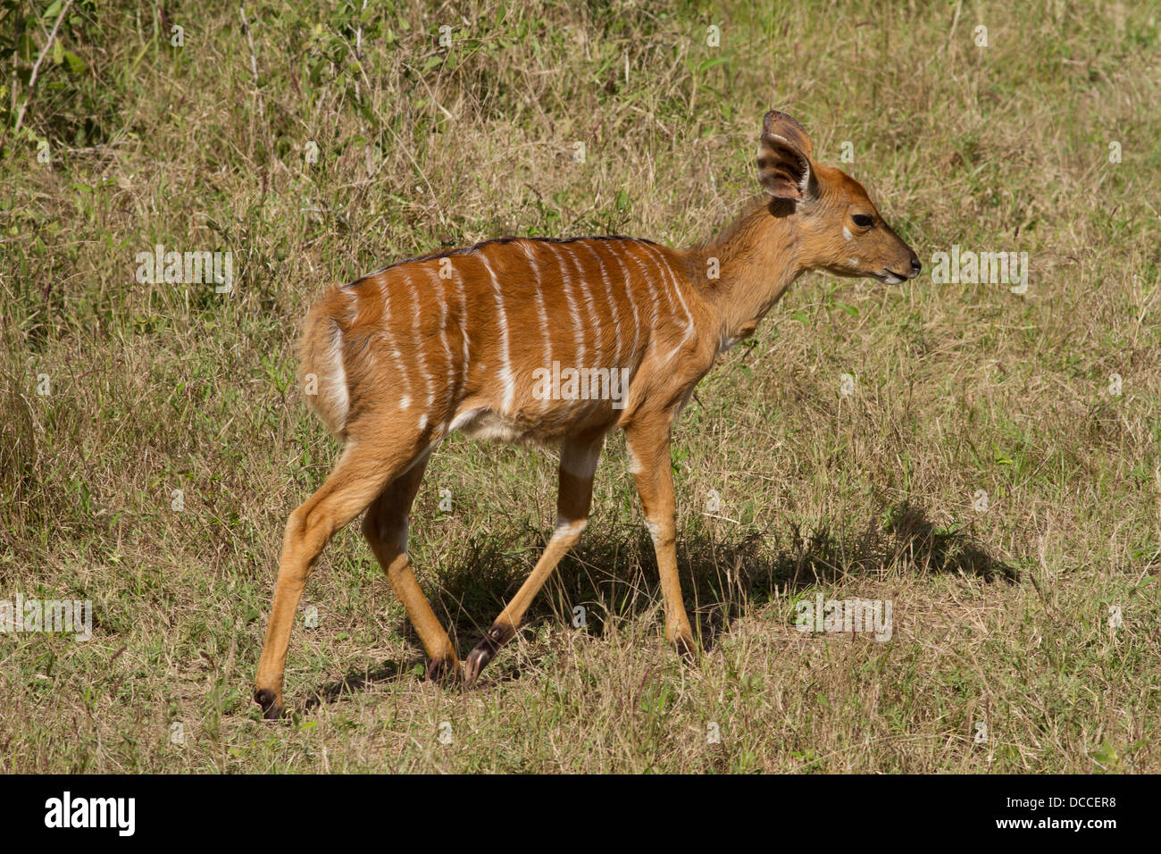 Calf nyala hi-res stock photography and images - Alamy