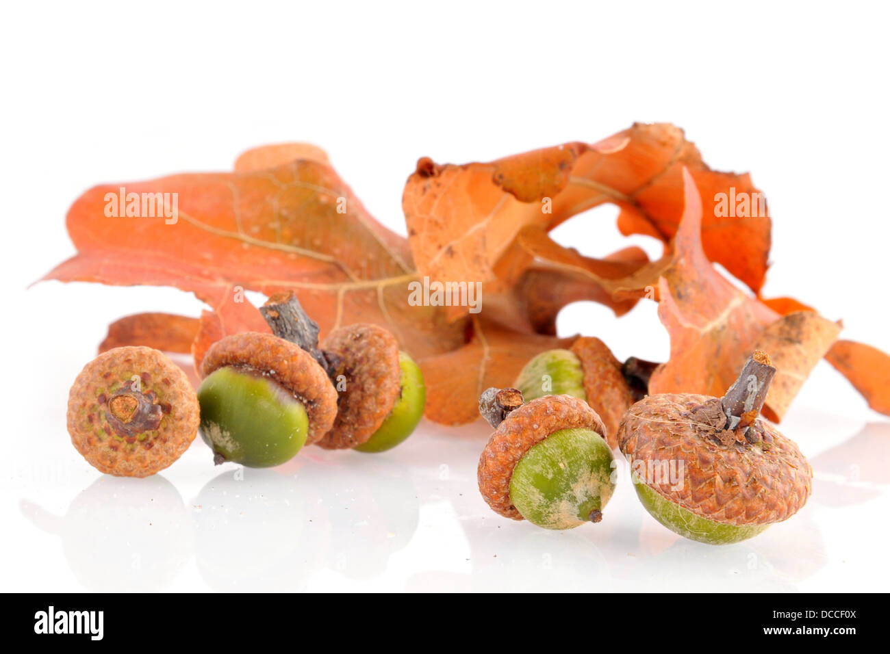 Tree fallen autumn leaves Cut Out Stock Images & Pictures - Alamy