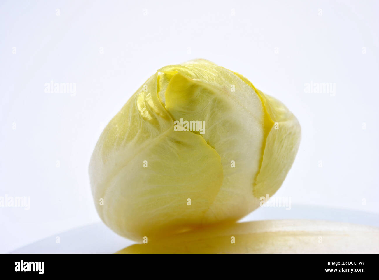 one organic chicory and a white background Stock Photo - Alamy