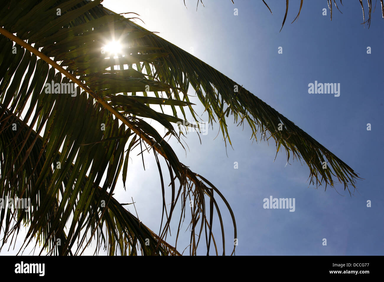 Sheet of a palm tree Stock Photo - Alamy