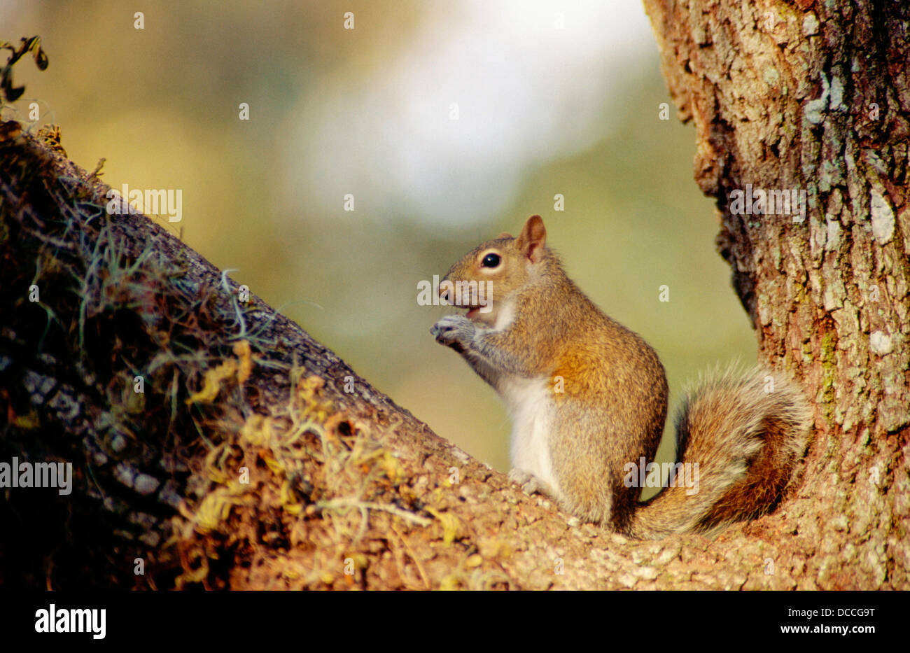 A gray squirrel (Sciurus Carolinensis) sitting on an oaktree. Myakka ...