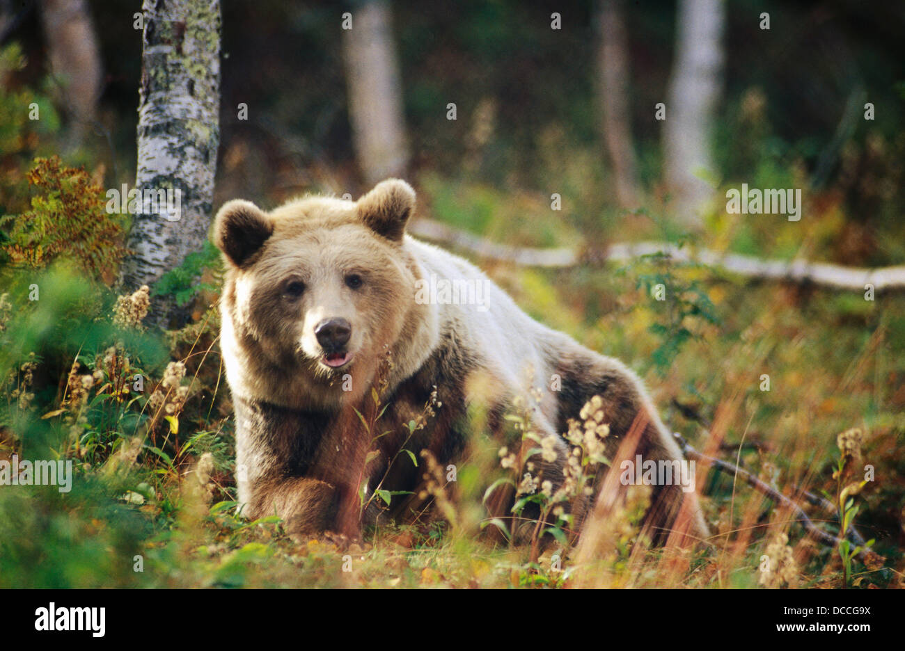 Bear laying down hi-res stock photography and images - Alamy