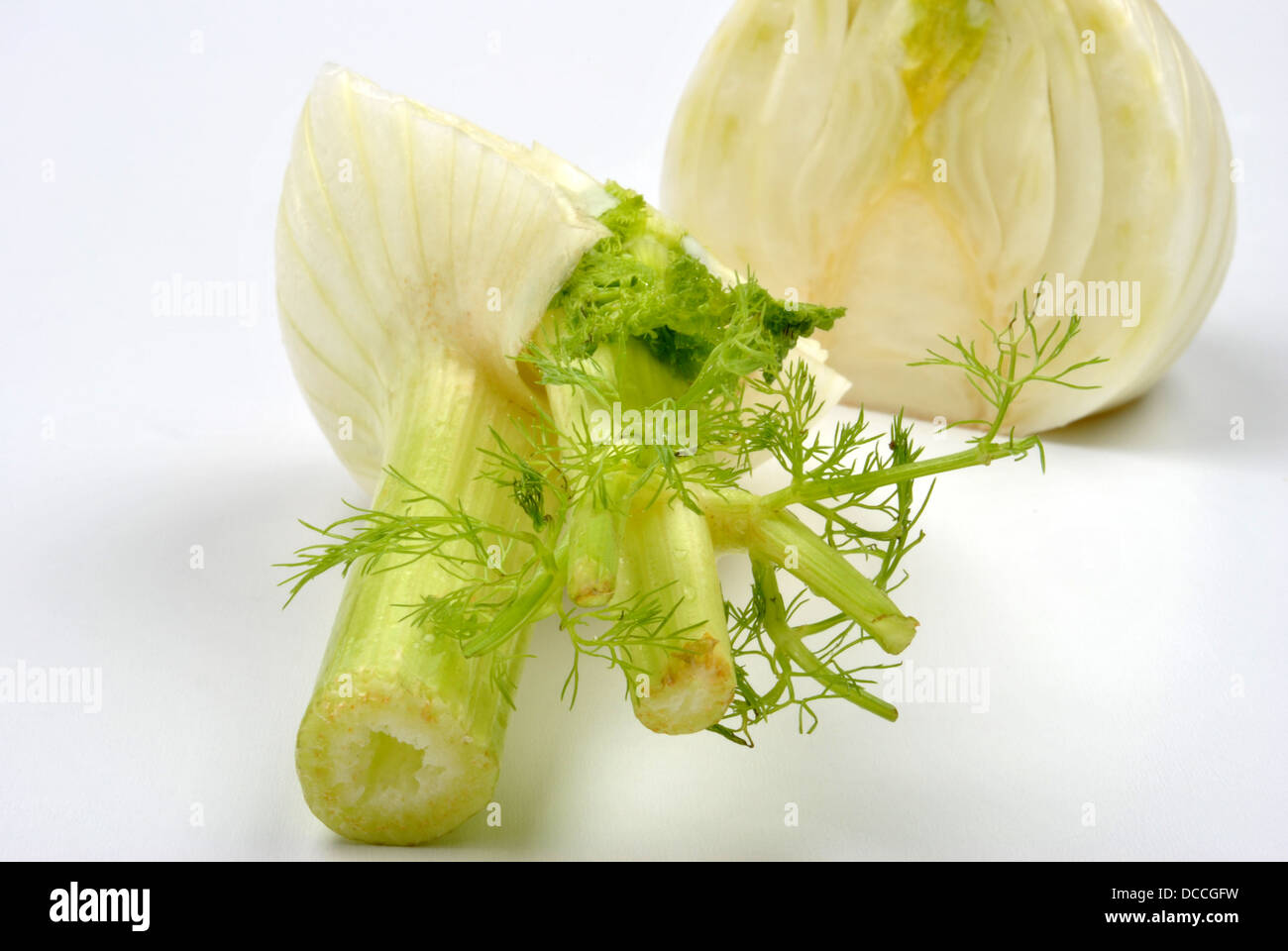 one organic fennel and a white background Stock Photo - Alamy