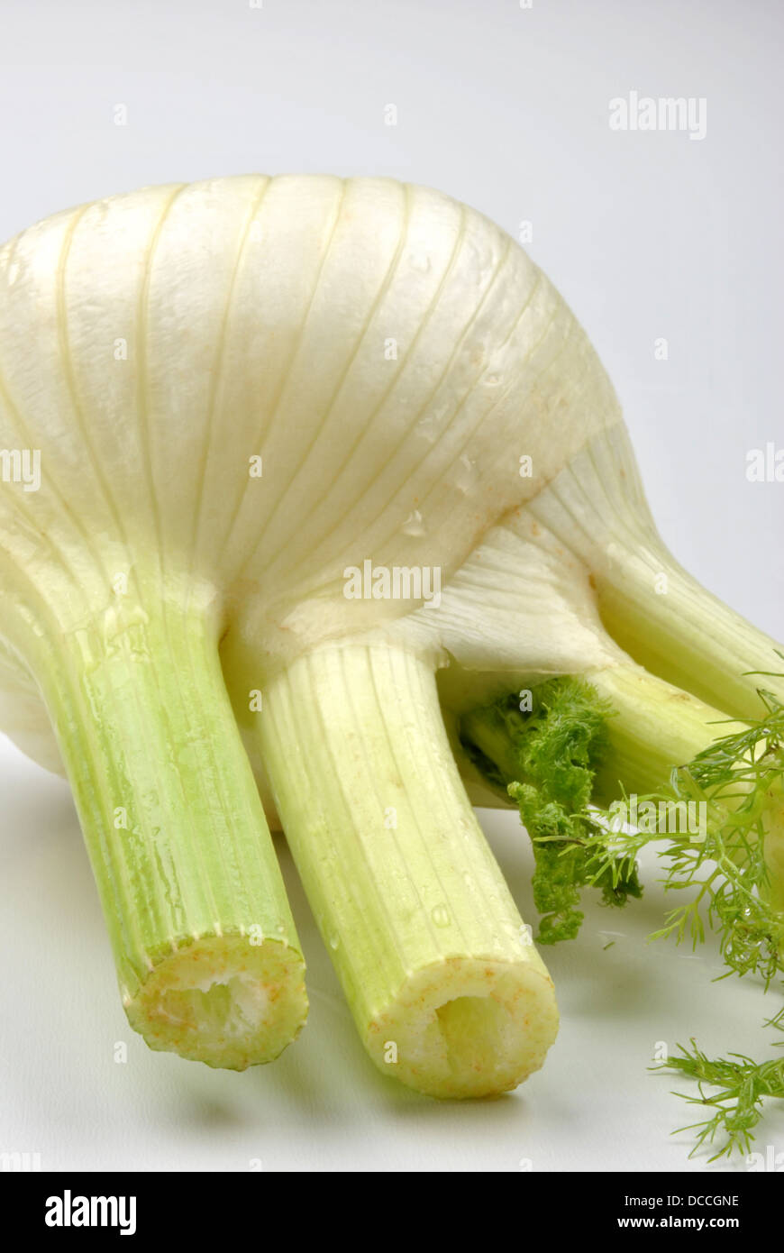 one organic fennel and a white background Stock Photo - Alamy