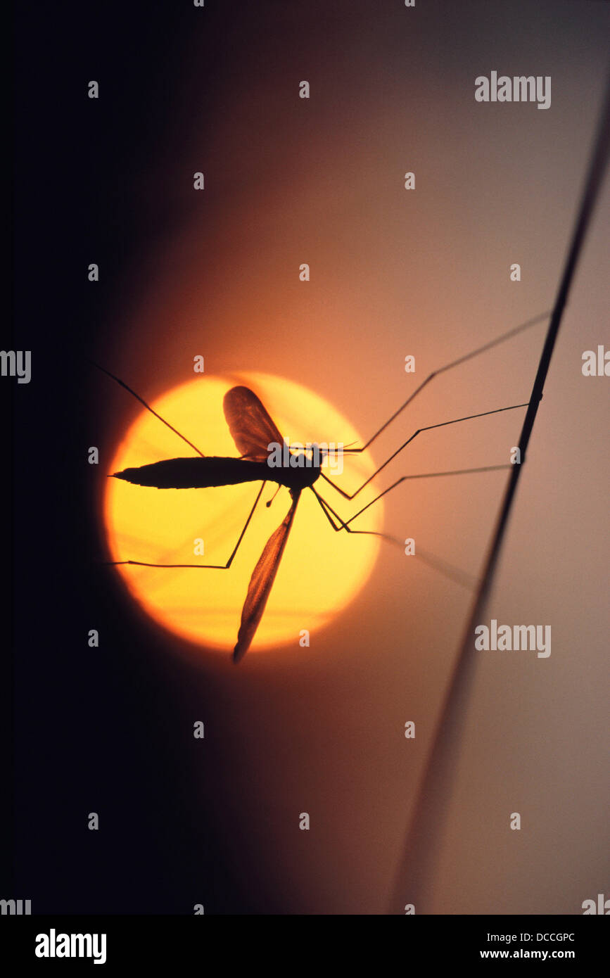 European Large Crane Fly (Tipula maxima). Sweden Stock Photo - Alamy