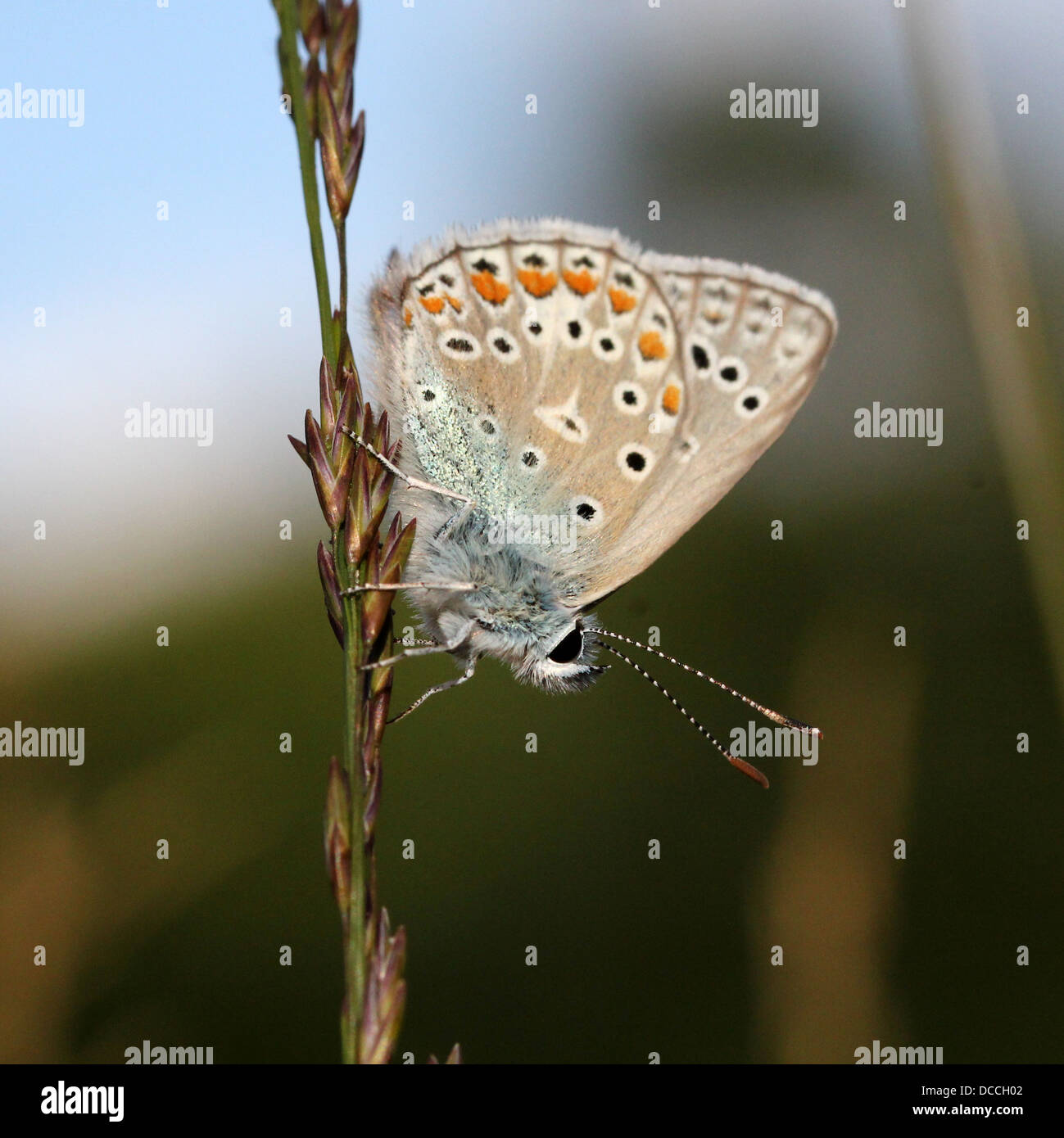 Detailed macro image of male Common Blue (Polyommatus icarus) butterfly ...