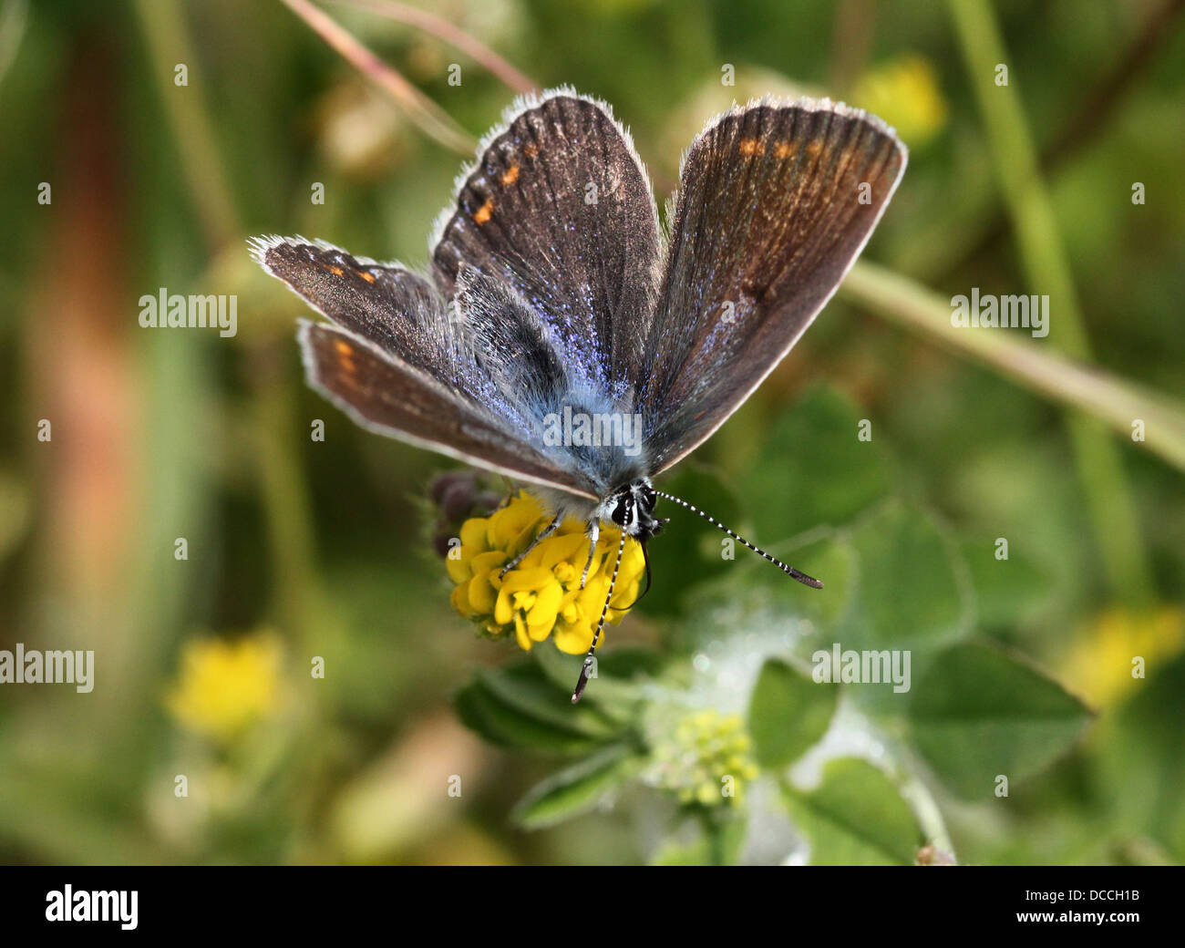 Detailed macro image of a female Common Blue (Polyommatus icarus ...