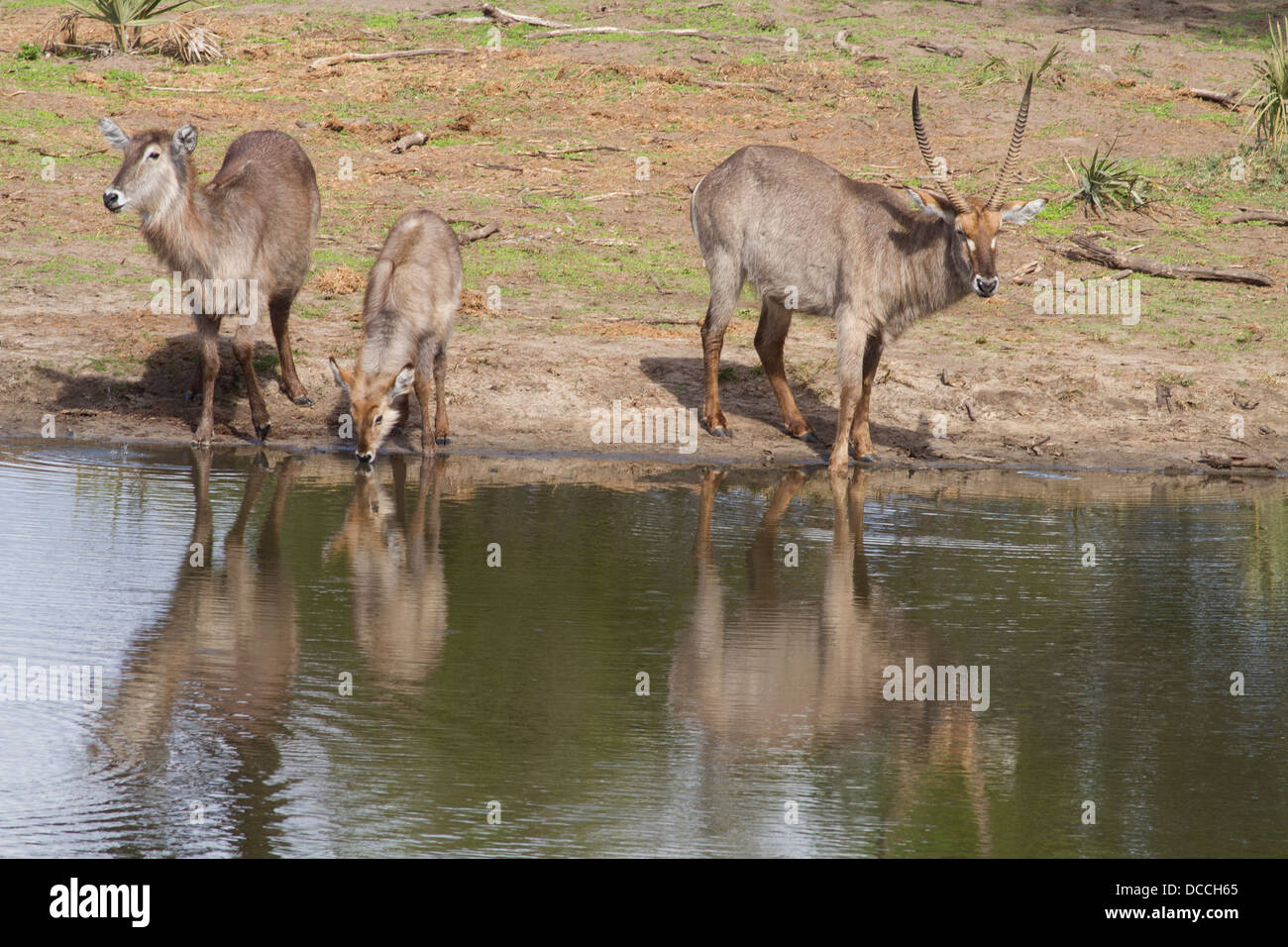 Three Waterbuck (Kobus ellipsiprymnus) drinking by waterhole Stock ...