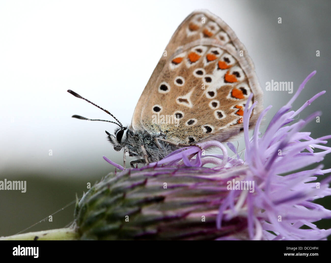 Detailed macro image of a female Common Blue (Polyommatus icarus ...