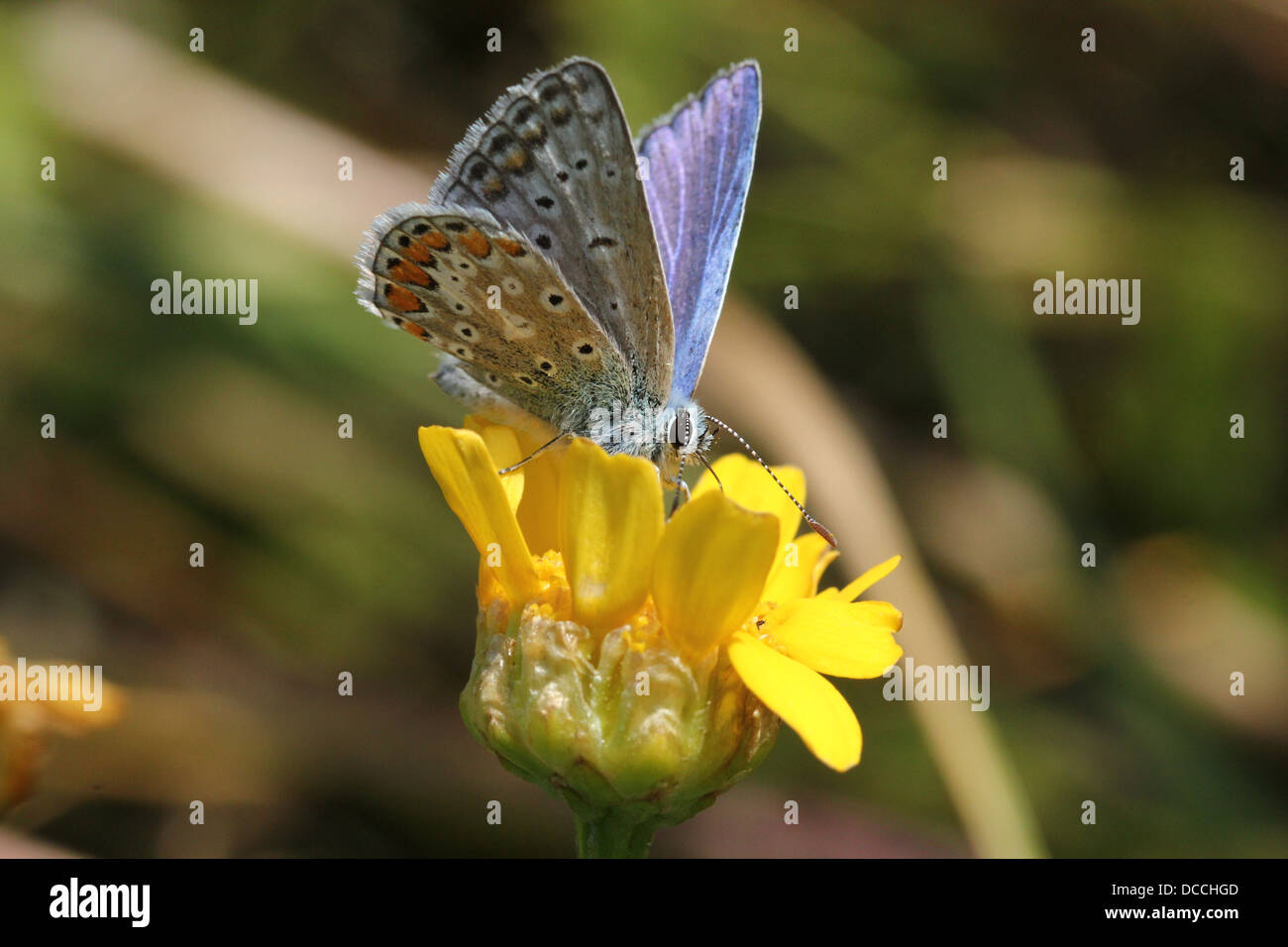 Detailed macro image of male Common Blue (Polyommatus icarus) butterfly ...