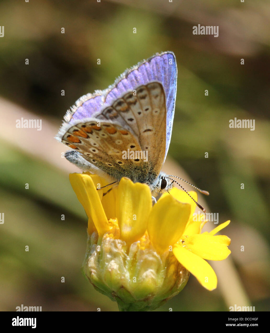 Male Common Blue (Polyommatus icarus) butterfly feeding on a buttercup ...