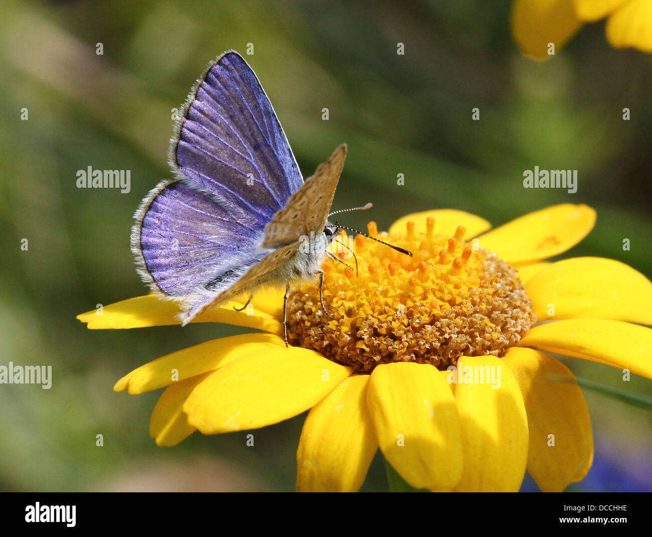 Detailed macro image of male Common Blue (Polyommatus icarus) butterfly ...