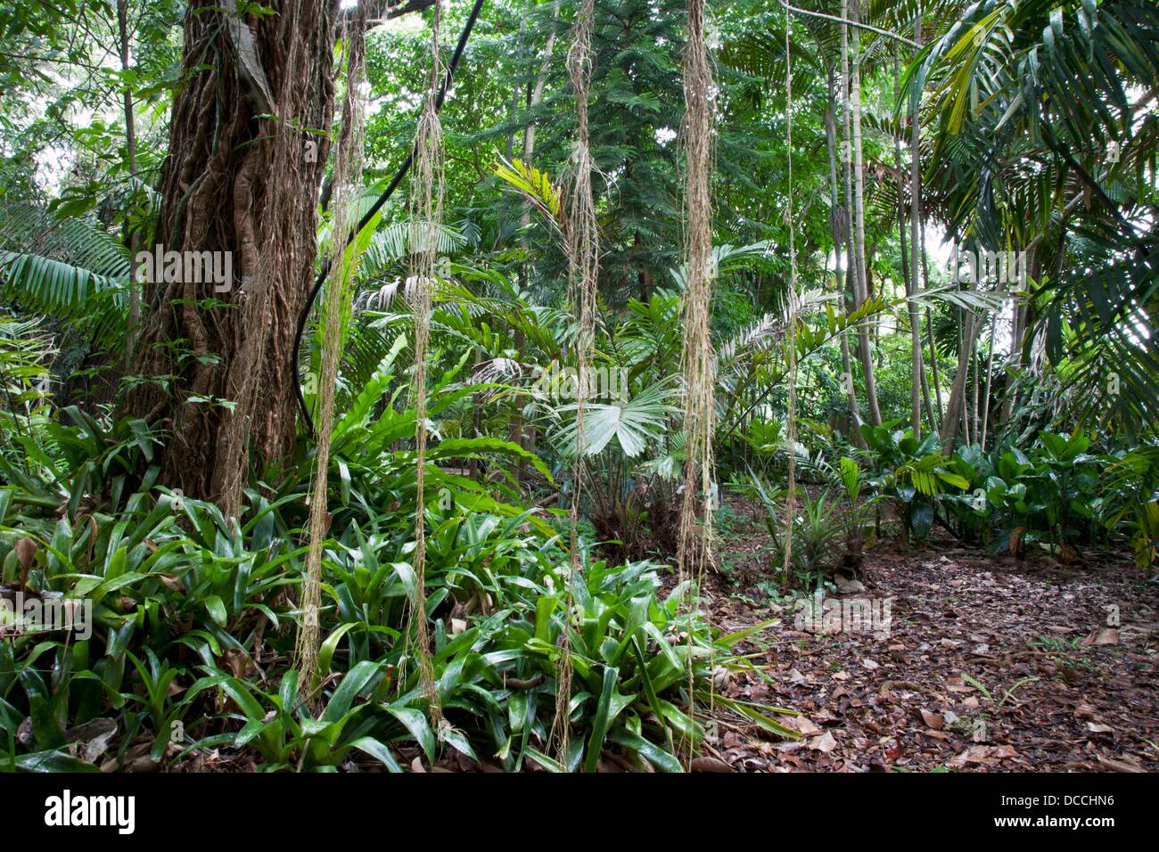 Florida botanic hi-res stock photography and images - Alamy